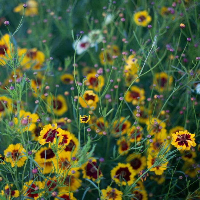 Calliopsis | Puravida Flores